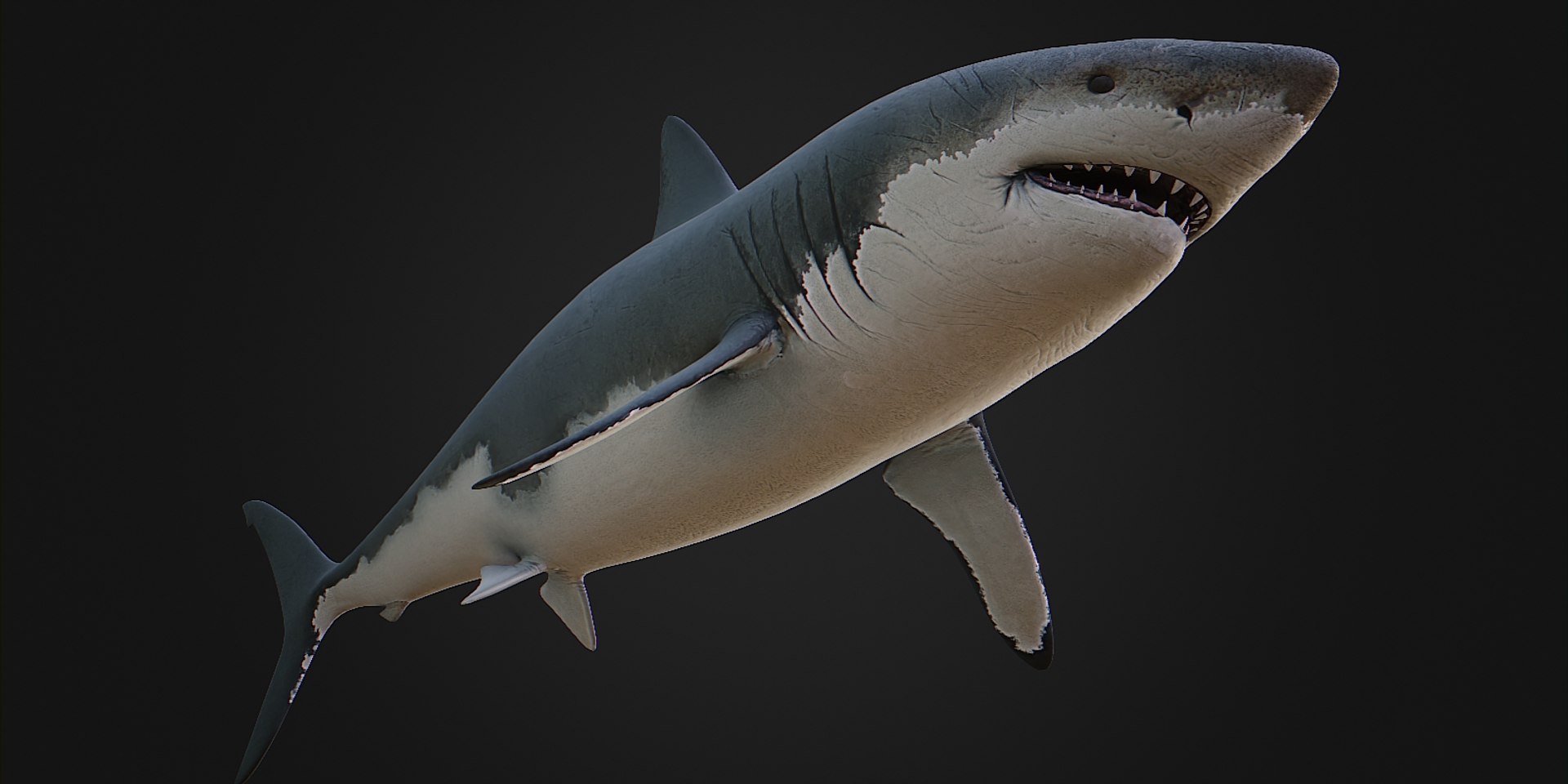 Diving with Sharks 3D model - TurboSquid 1775559