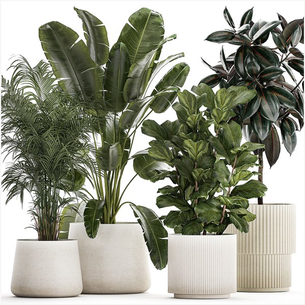 3D Beautiful Strelitzia Ficus lyrata plants in flower pots 1251 ...