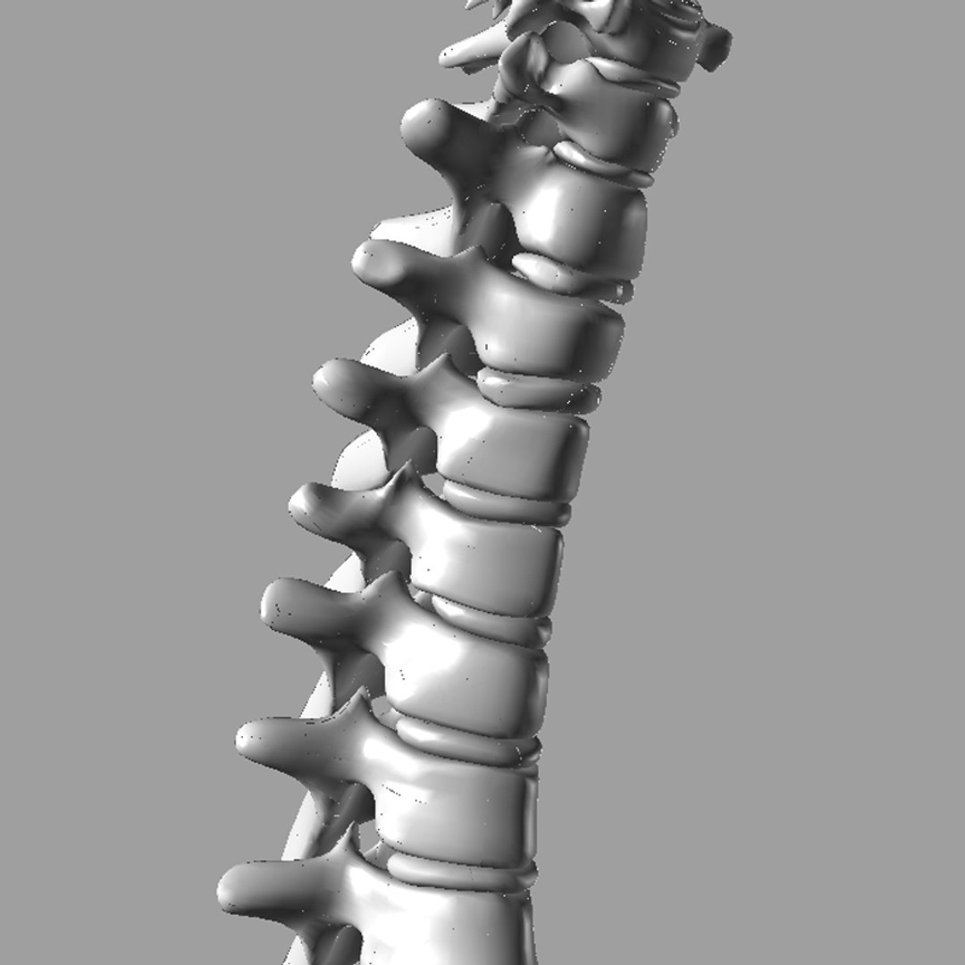 3d Igs Human Spine