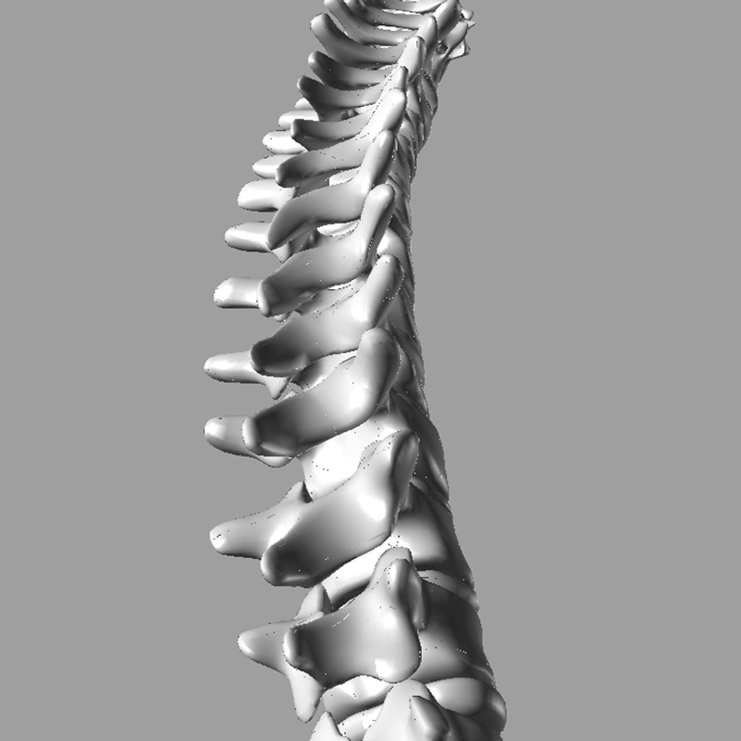 3d Igs Human Spine