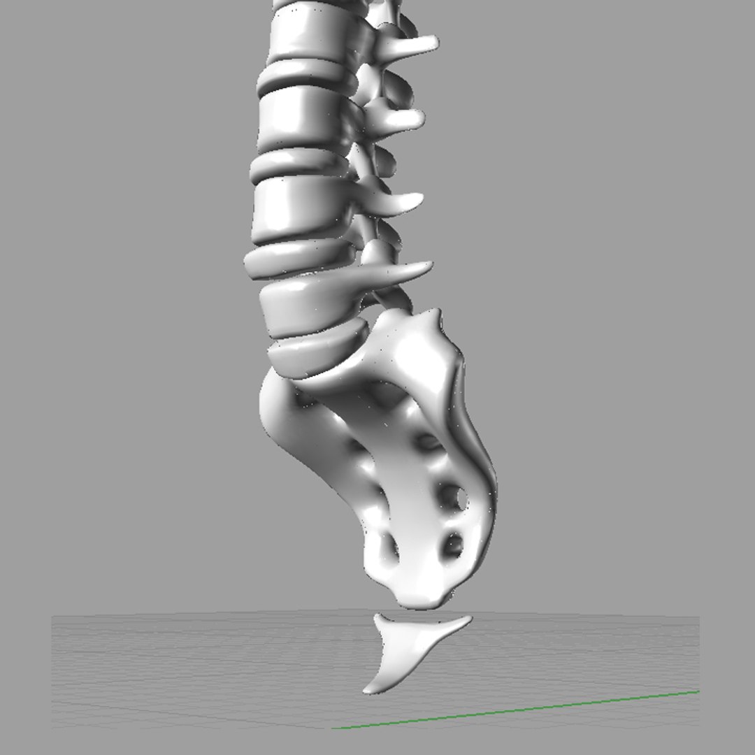 3d Igs Human Spine