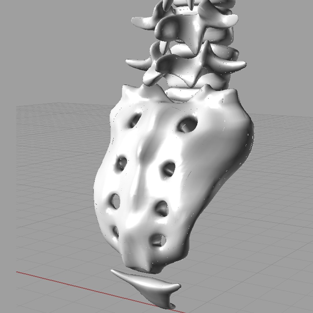 3d Igs Human Spine