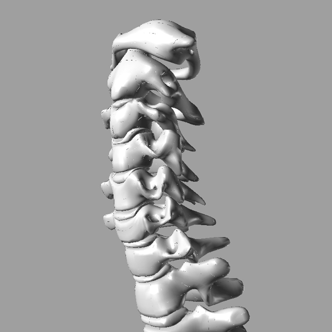 3d Igs Human Spine