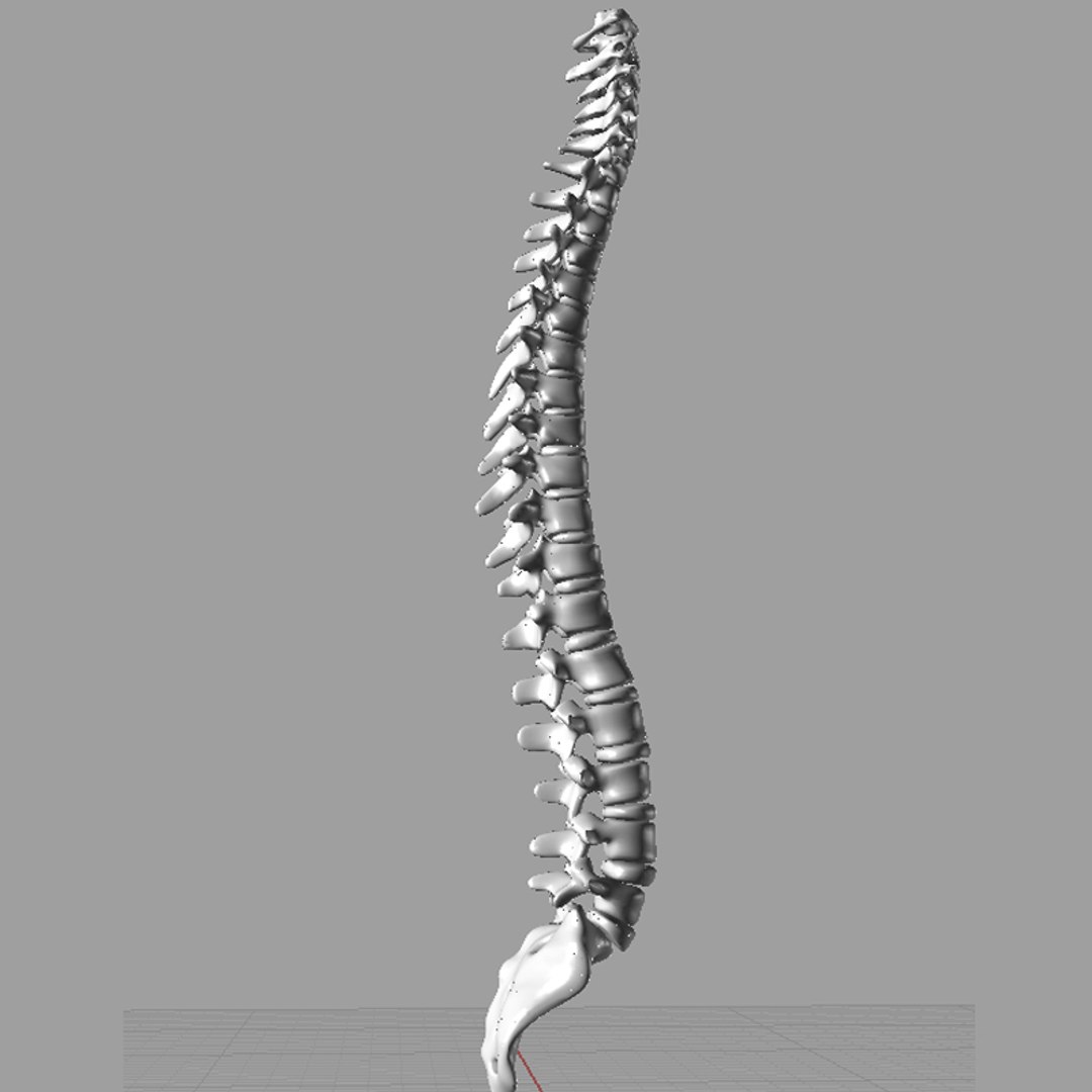 3d Igs Human Spine