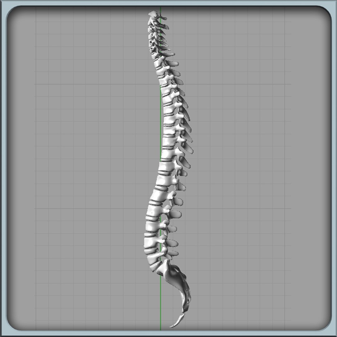 3d Igs Human Spine