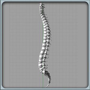 Skeletal System Solidworks 3D Models for Download | TurboSquid