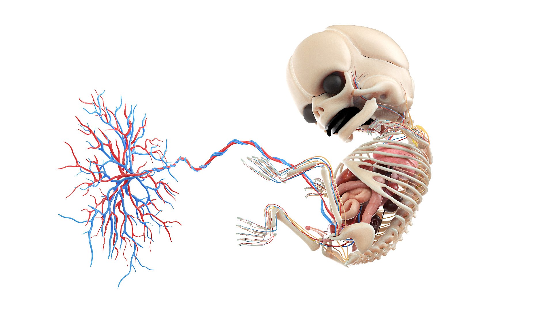 3D Fetus Anatomy Week 11 Animated - TurboSquid 1815141