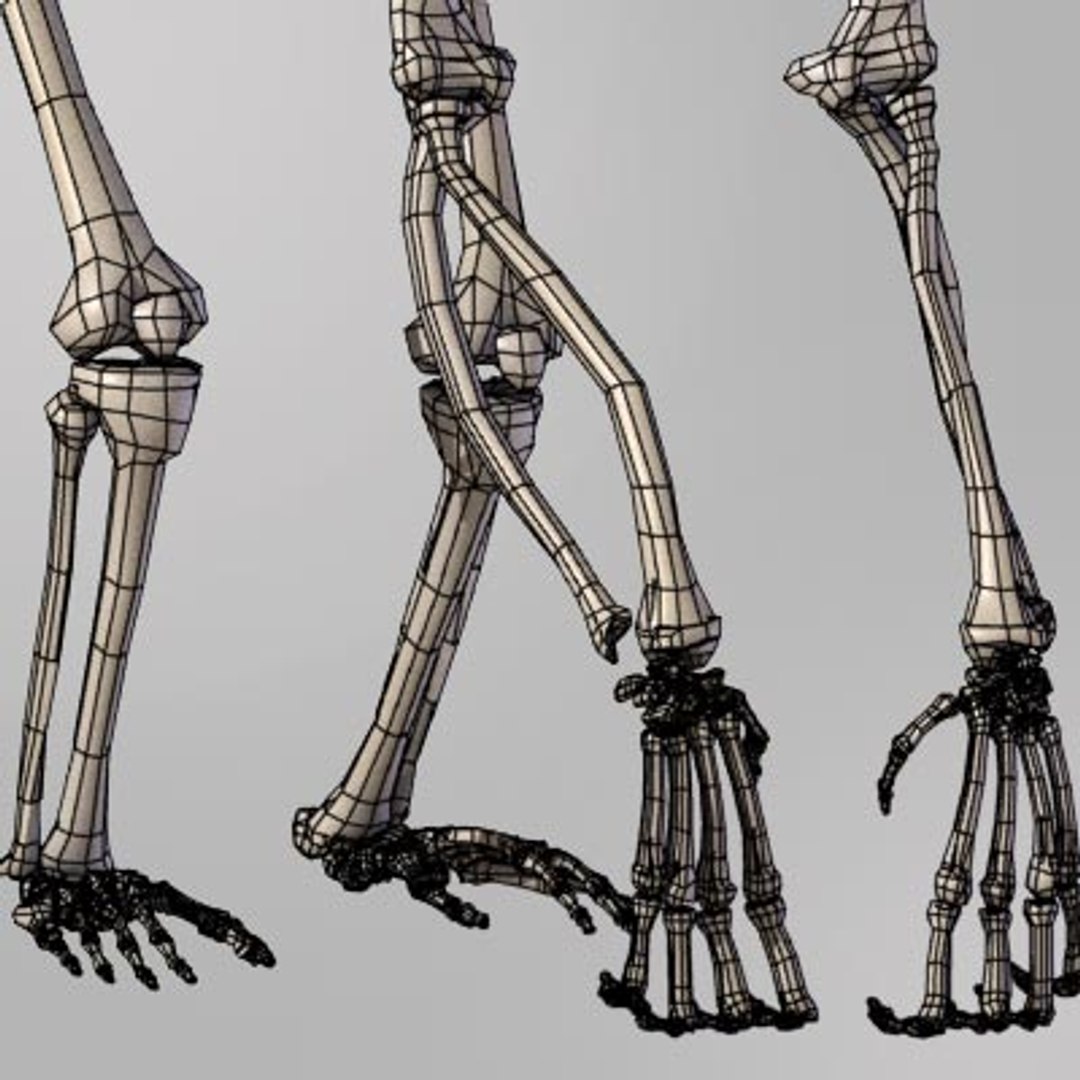 Chimpanzee Skeleton 3ds