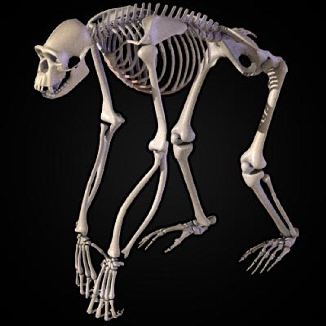Chimpanzee Skeleton 3ds