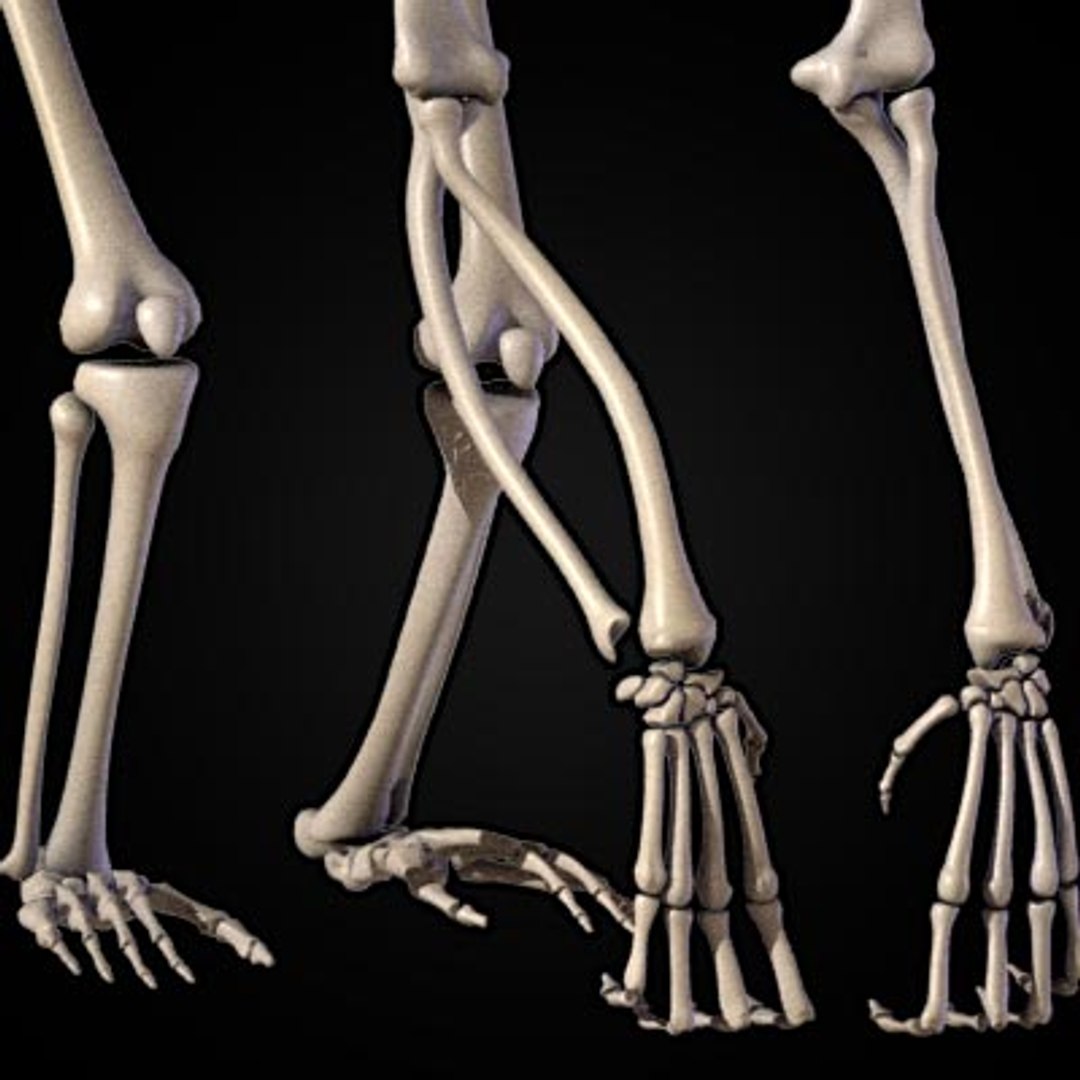 Chimpanzee Skeleton 3ds