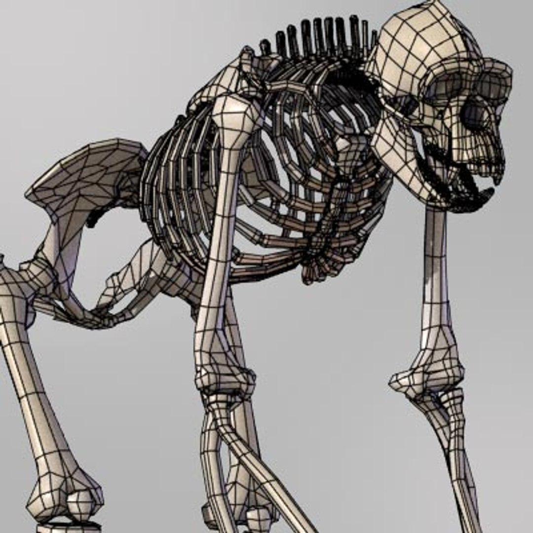 Chimpanzee Skeleton 3ds