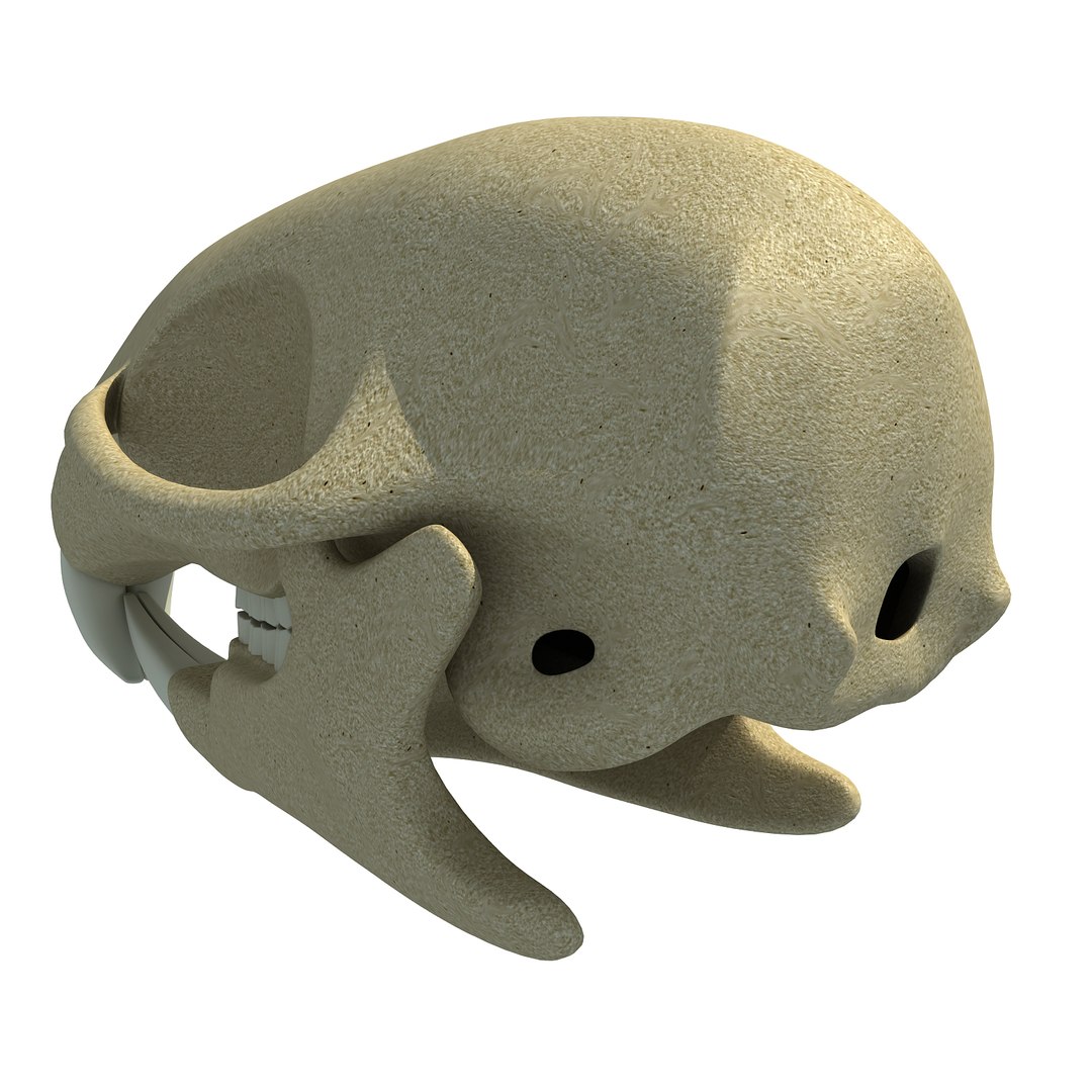 3d Squirrel Skull Skeleton