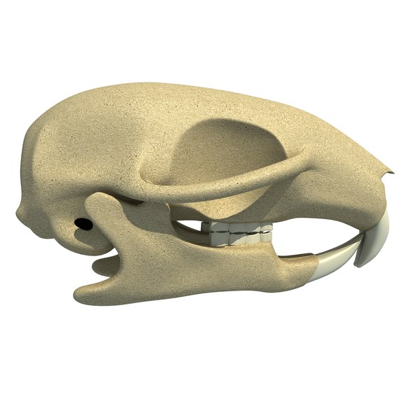 3d squirrel skull skeleton