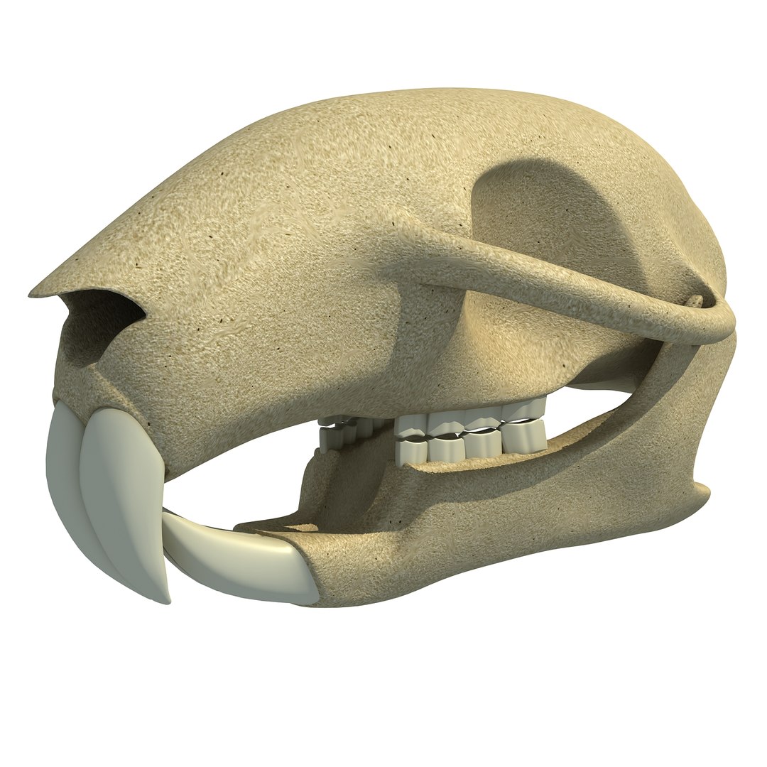 3d Squirrel Skull Skeleton