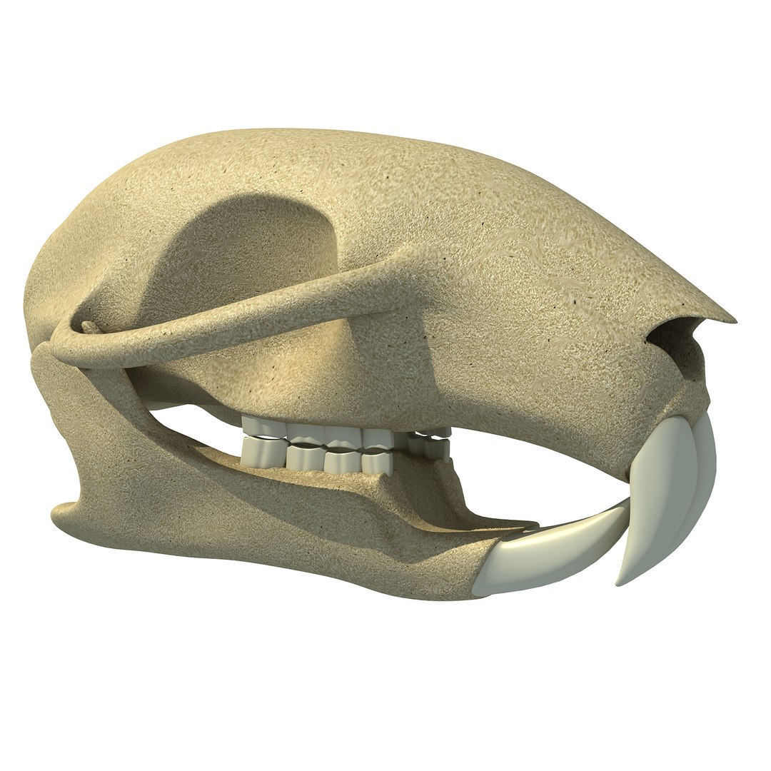 3d Squirrel Skull Skeleton