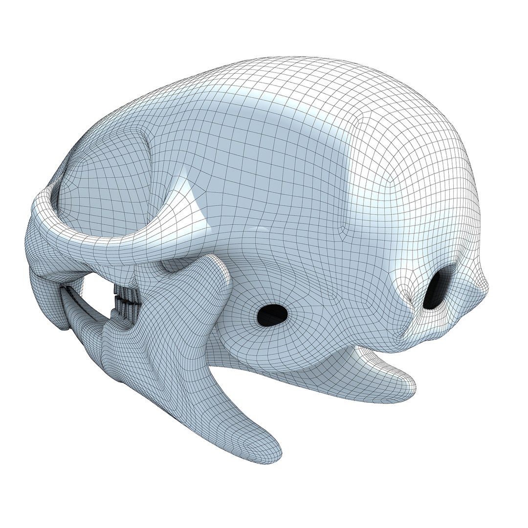 3d Squirrel Skull Skeleton