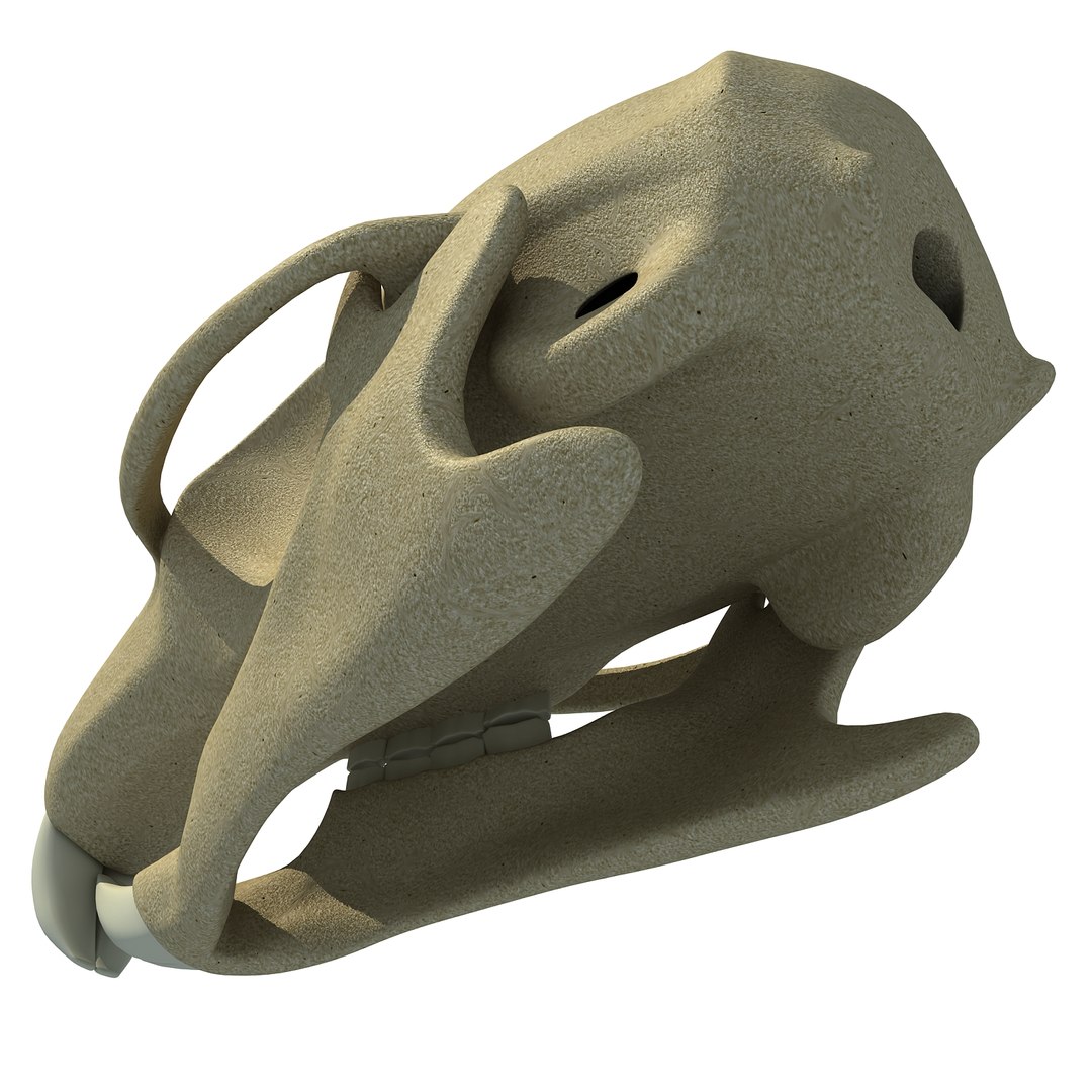 3d Squirrel Skull Skeleton