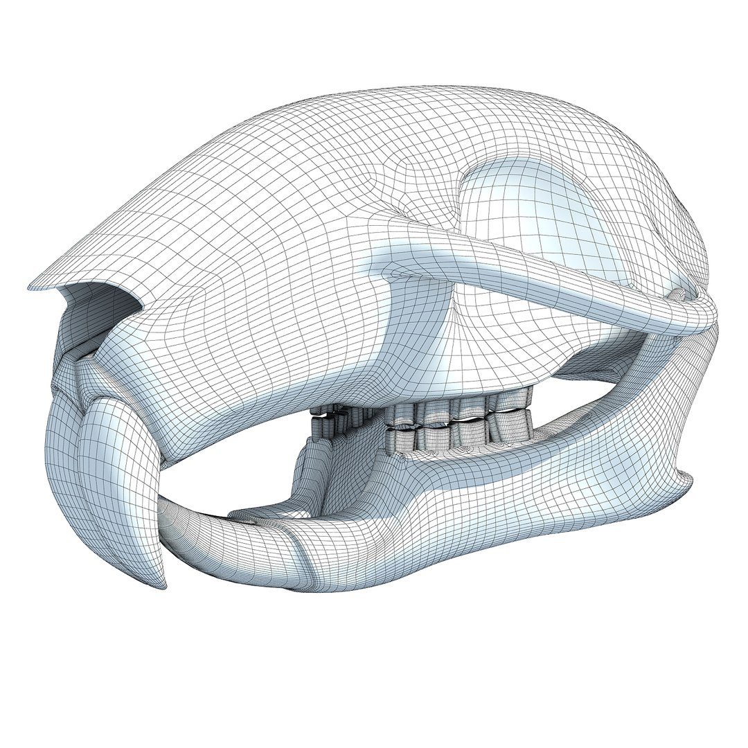 3d Squirrel Skull Skeleton