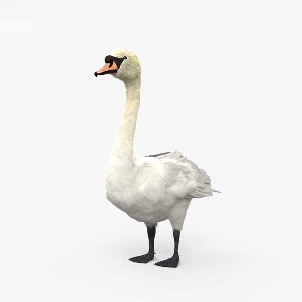 Free 3D Swan Models | TurboSquid