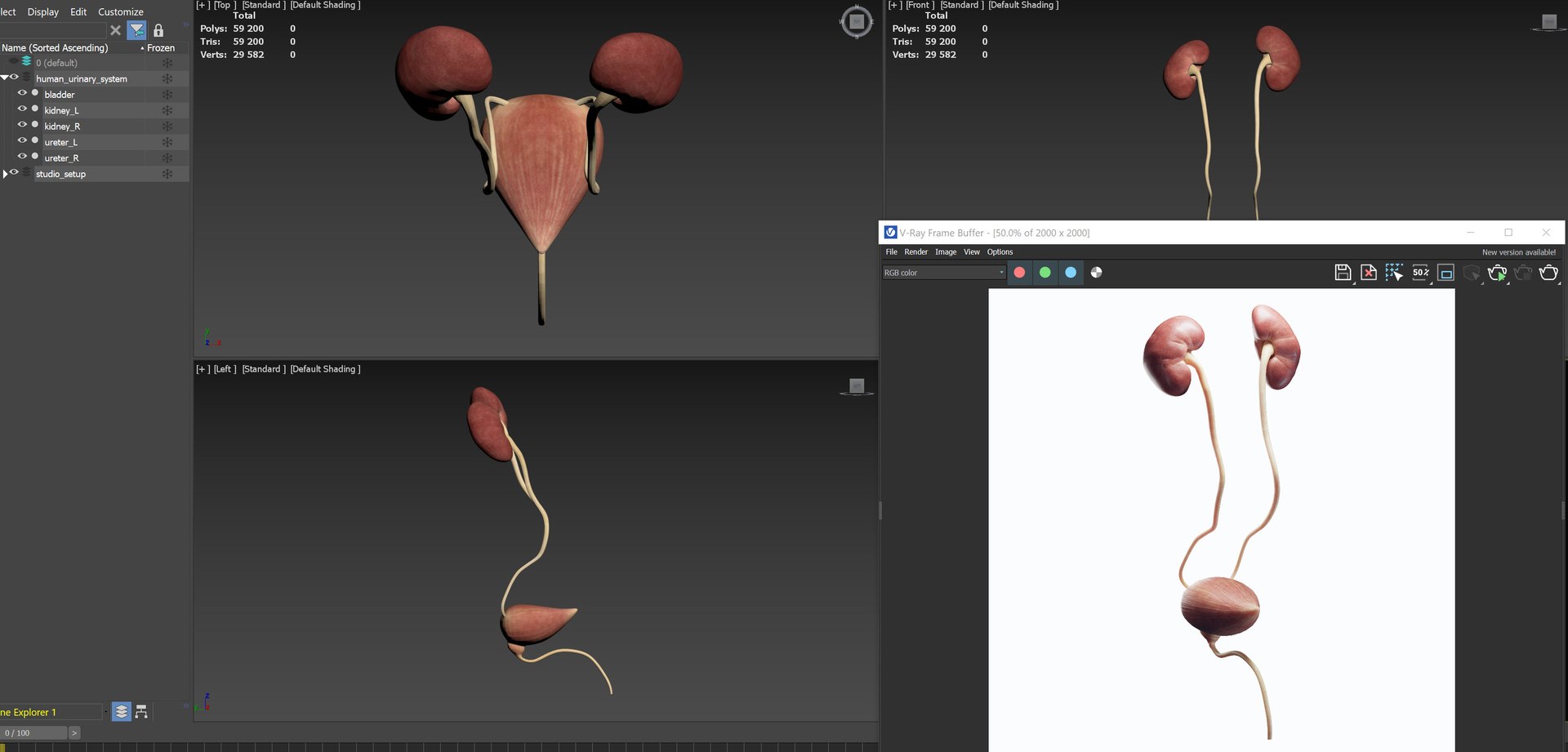 Human Urinary System 3D Model - TurboSquid 2189754