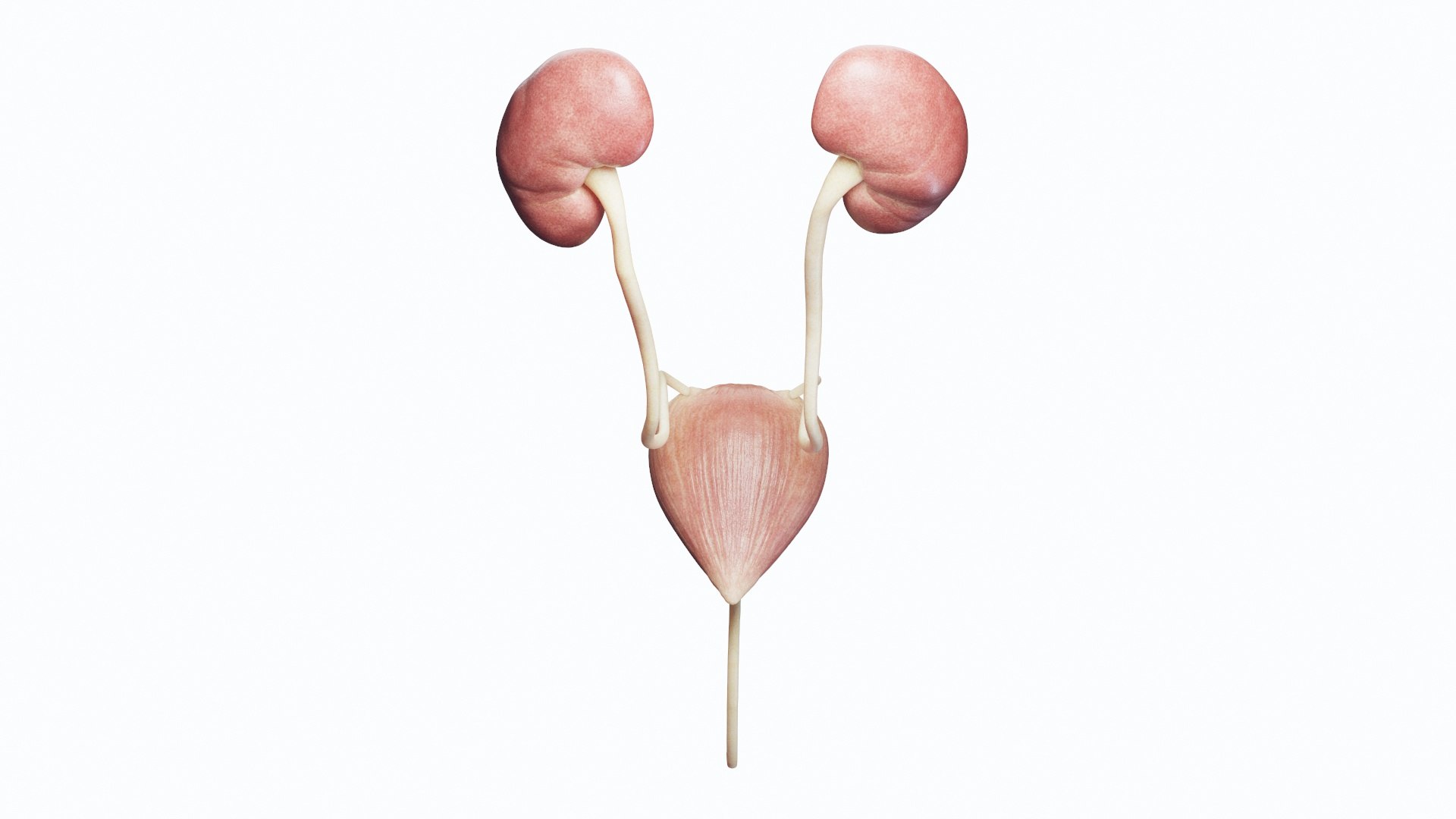 Human Urinary System 3D Model - TurboSquid 2189754