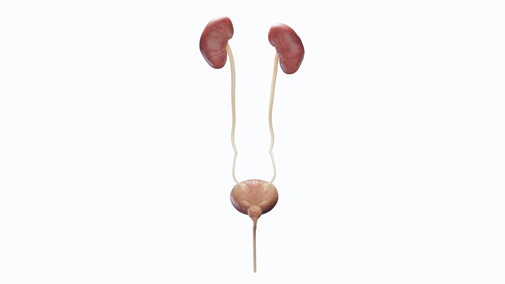 Human Urinary System 3D Model - TurboSquid 2189754