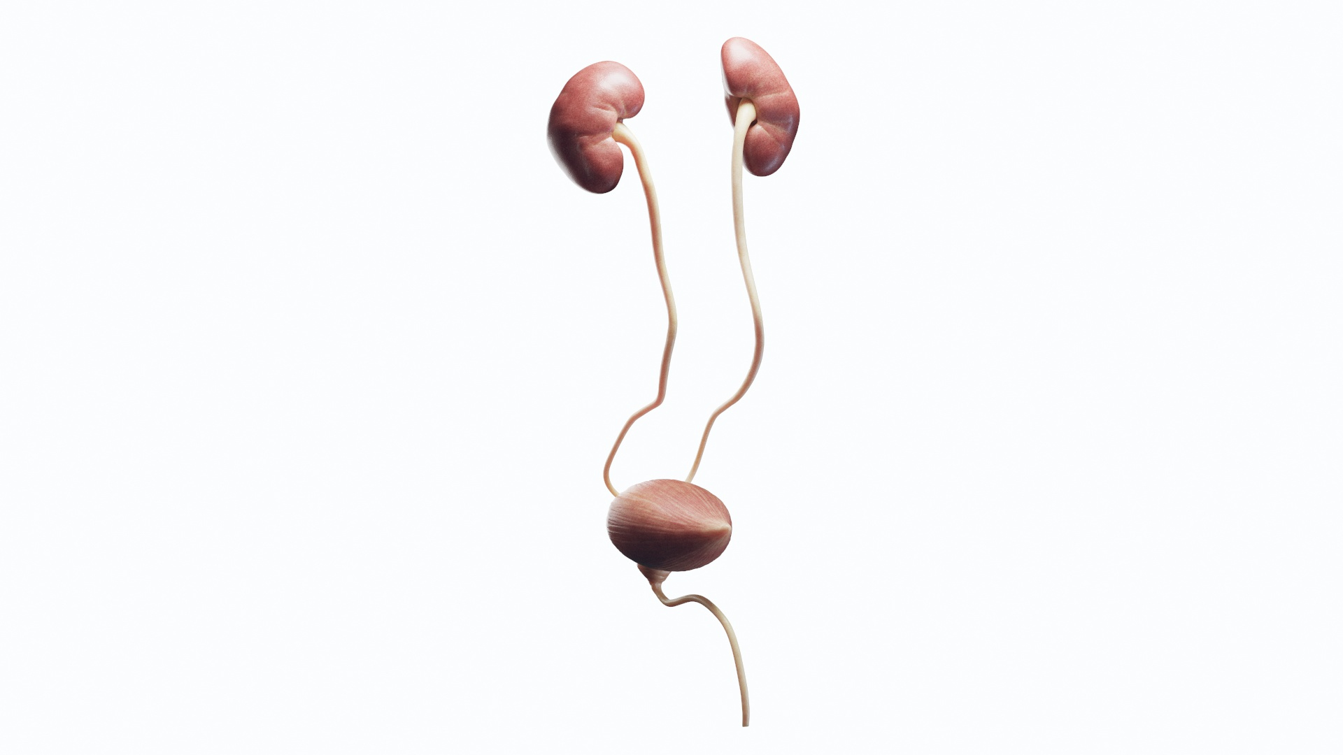 Human Urinary System 3D Model - TurboSquid 2189754