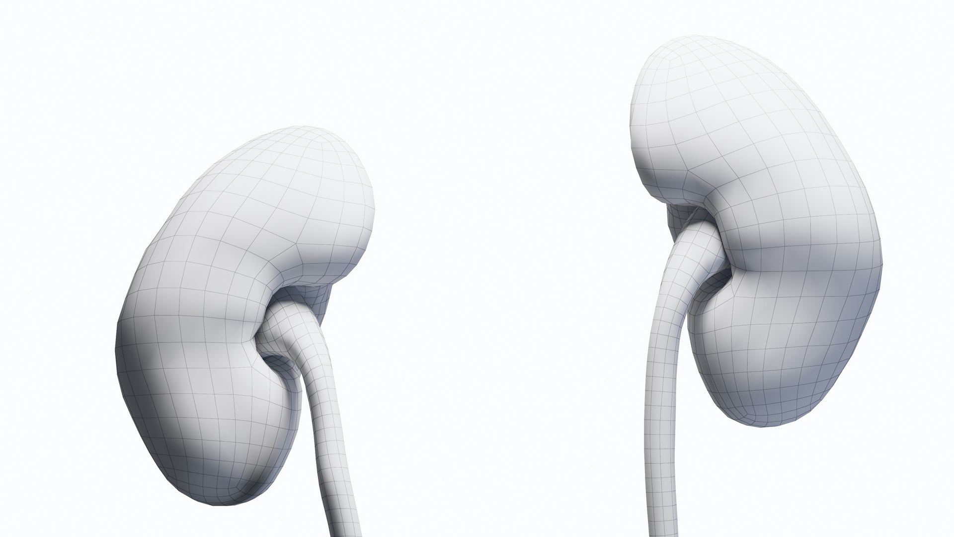 Human Urinary System 3D Model - TurboSquid 2189754