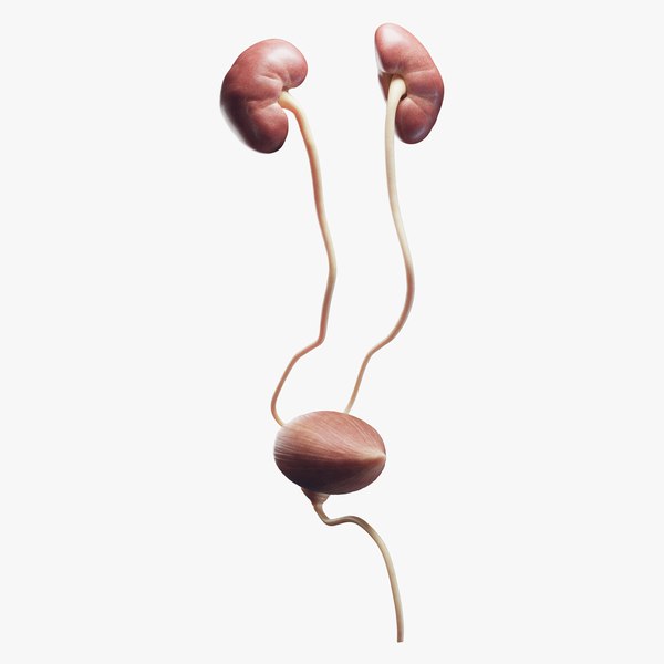 Free 3D Urinary-System Models | TurboSquid