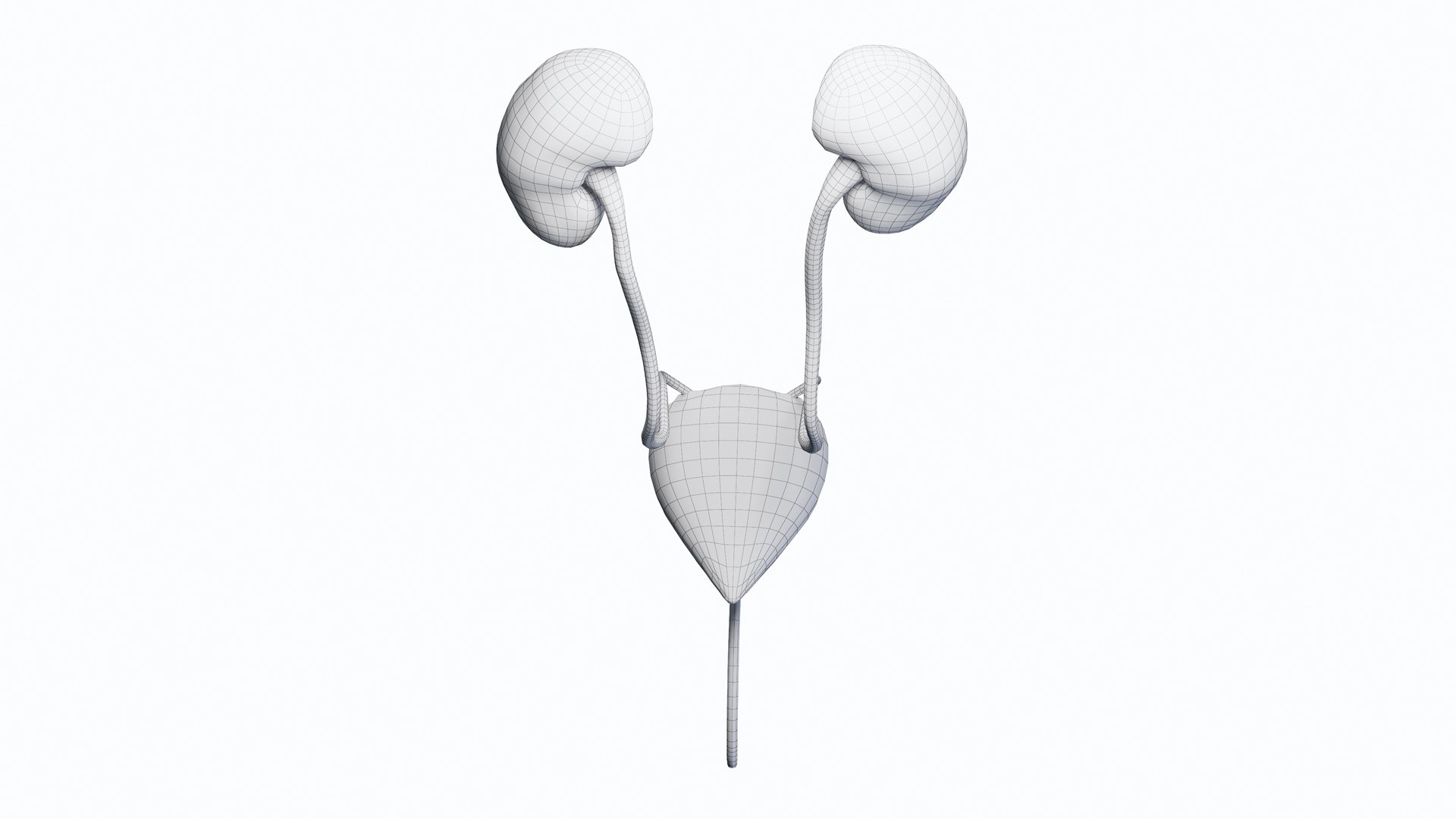Human Urinary System 3D Model - TurboSquid 2189754