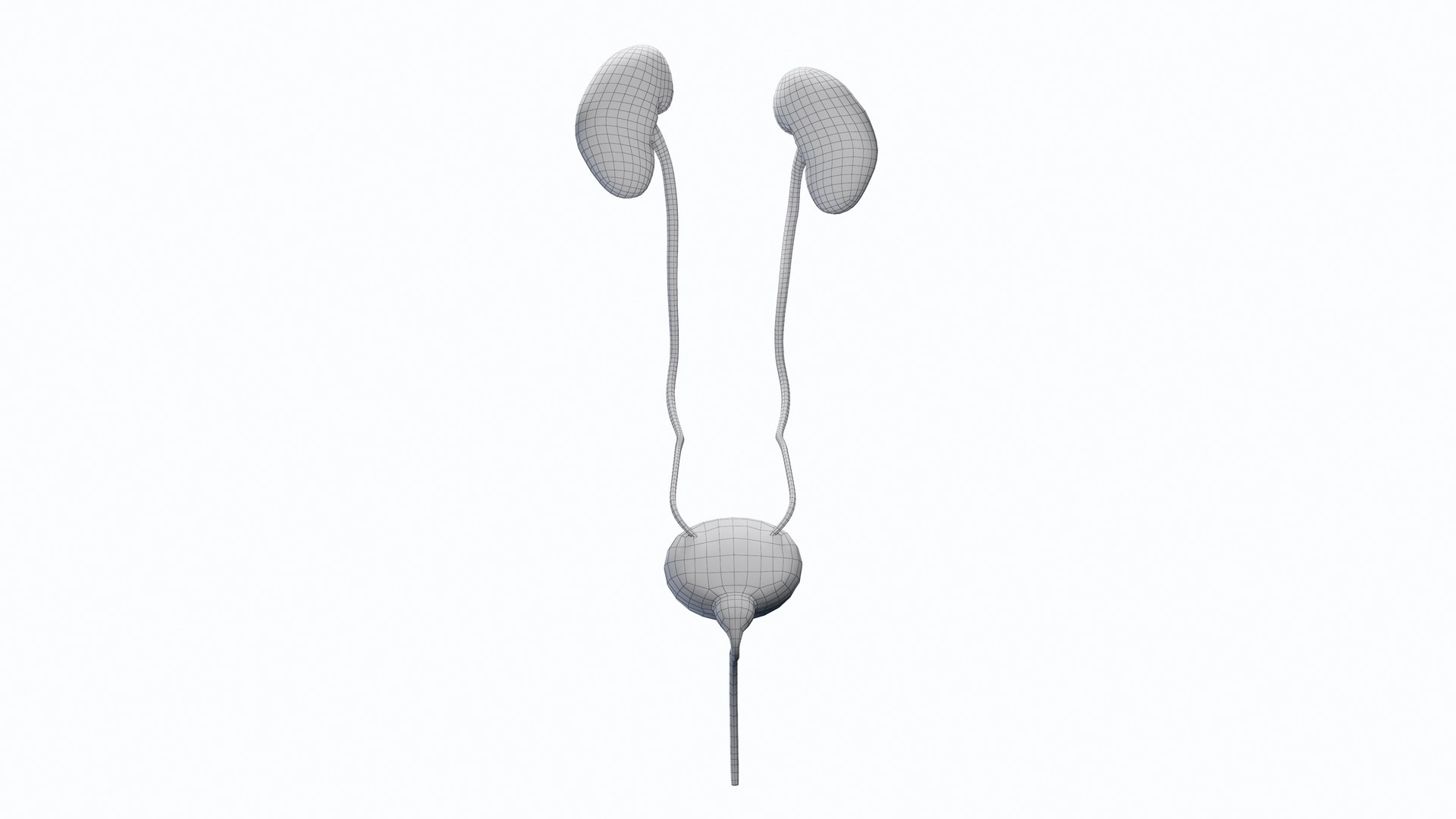 Human Urinary System 3D Model - TurboSquid 2189754