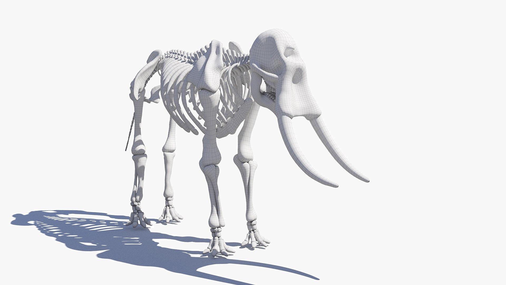 Elephant skin skeleton 3D - TurboSquid 1571026