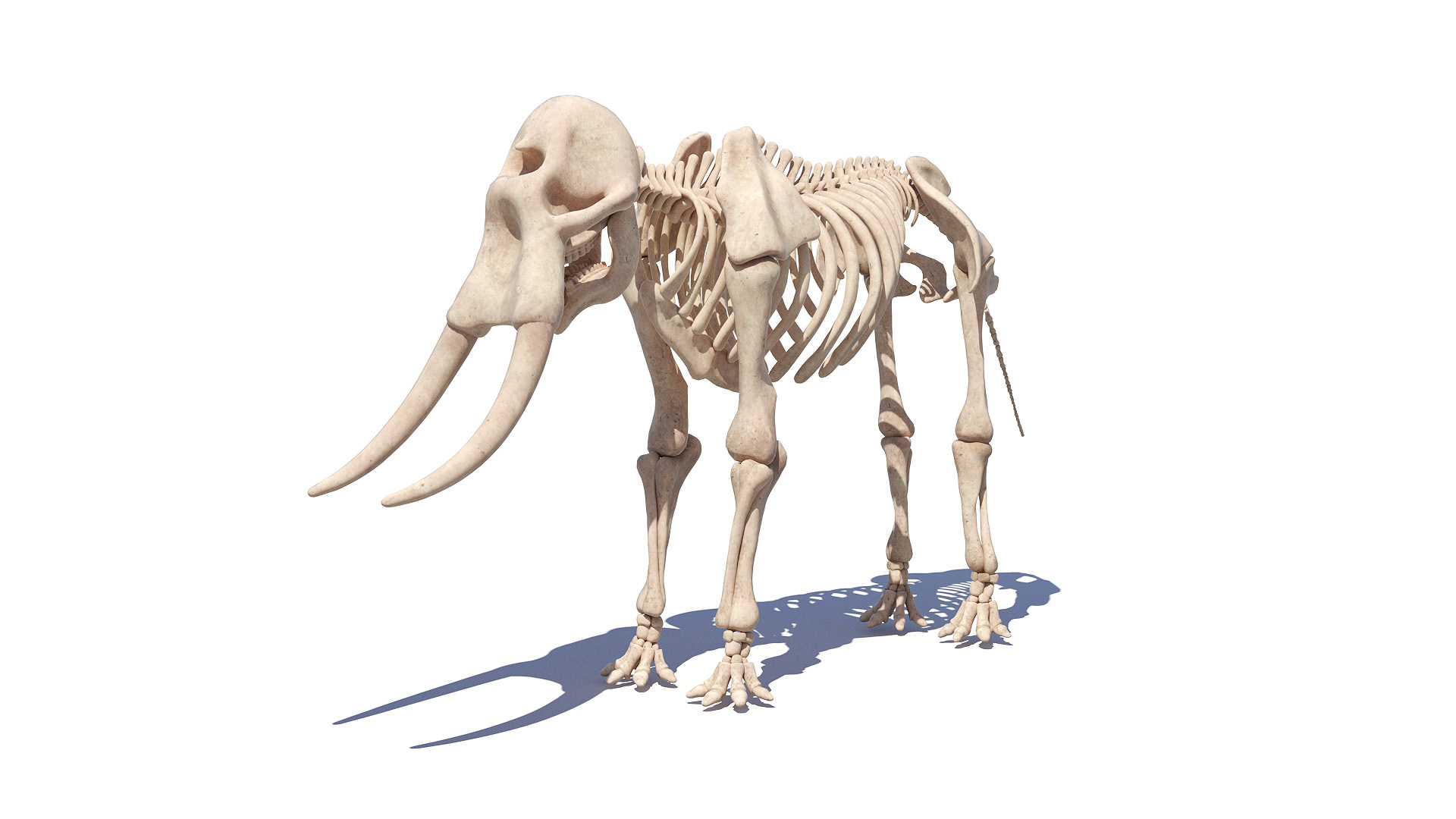 elephant skeleton 3d