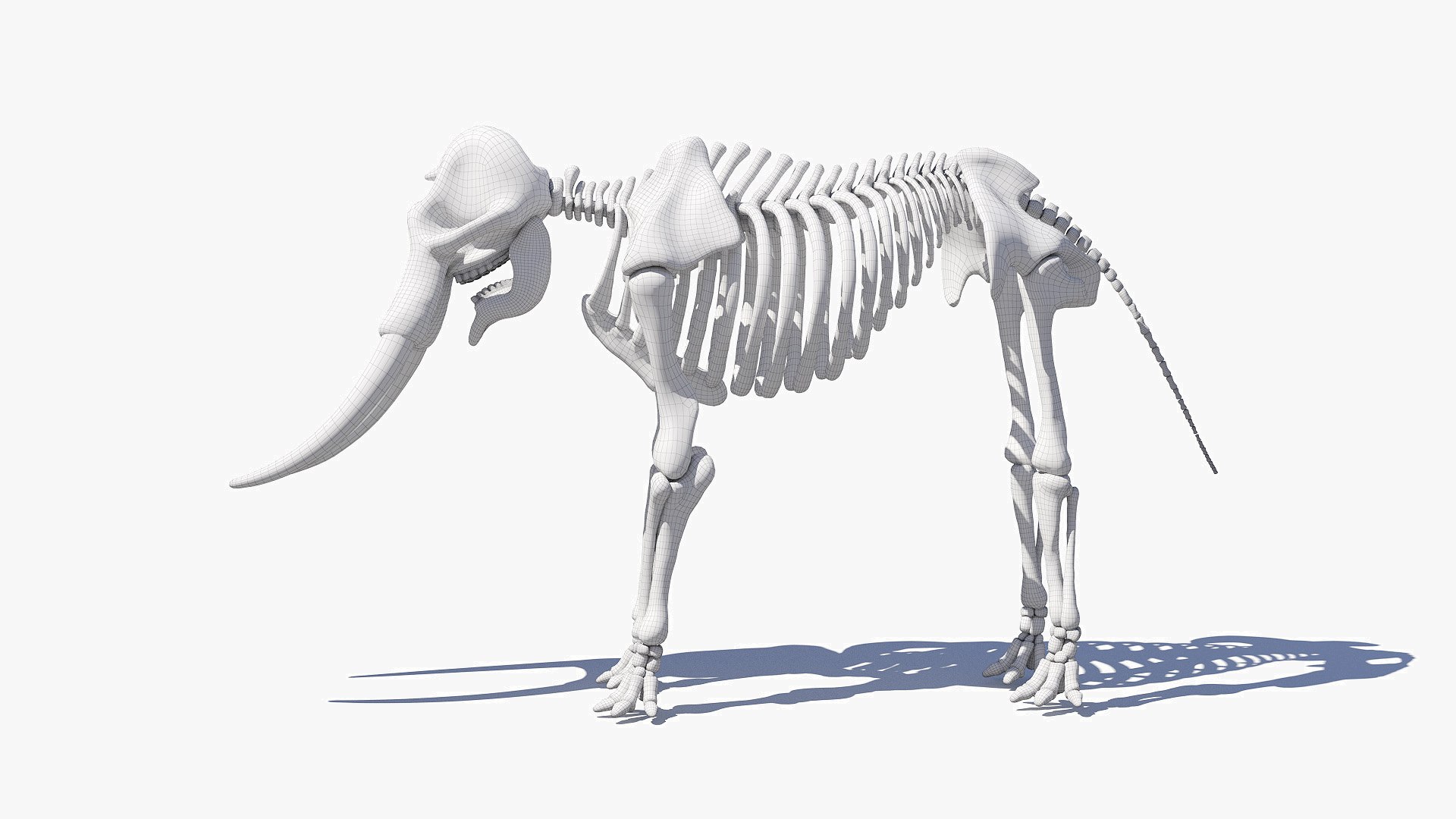 Elephant skin skeleton 3D - TurboSquid 1571026