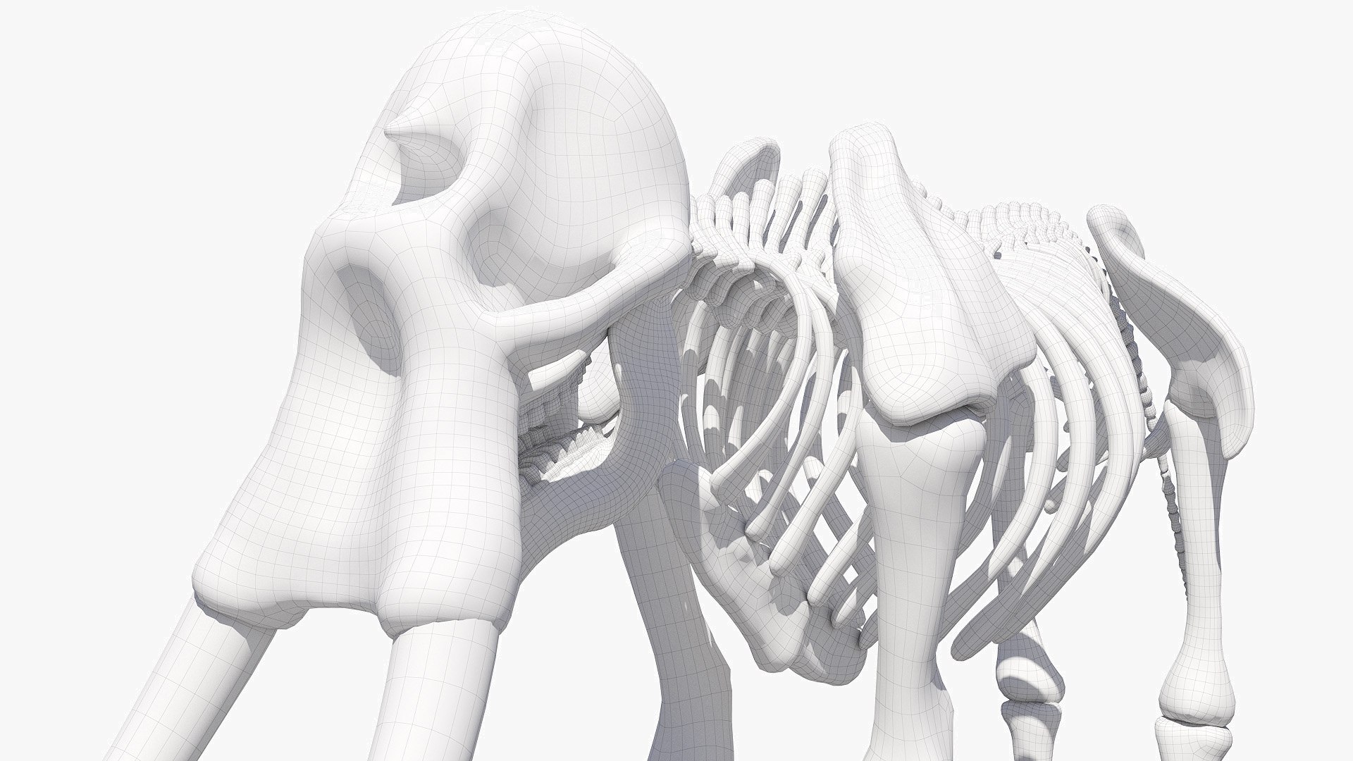 Elephant skin skeleton 3D - TurboSquid 1571026