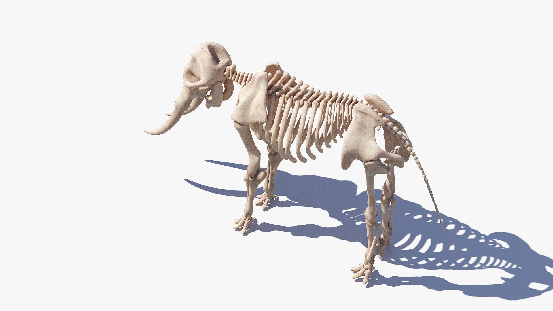 Elephant skin skeleton 3D - TurboSquid 1571026