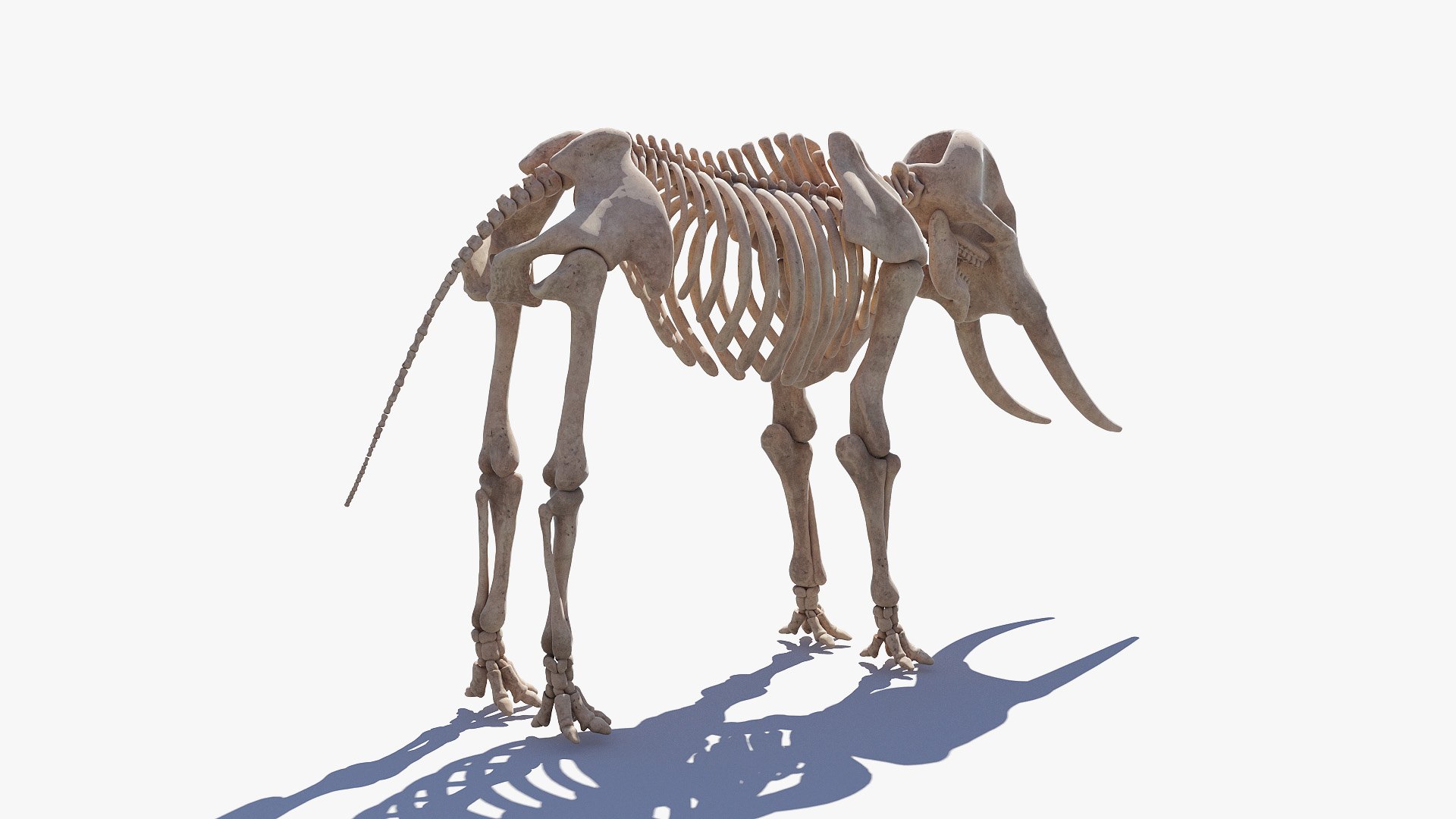 Elephant skin skeleton 3D - TurboSquid 1571026