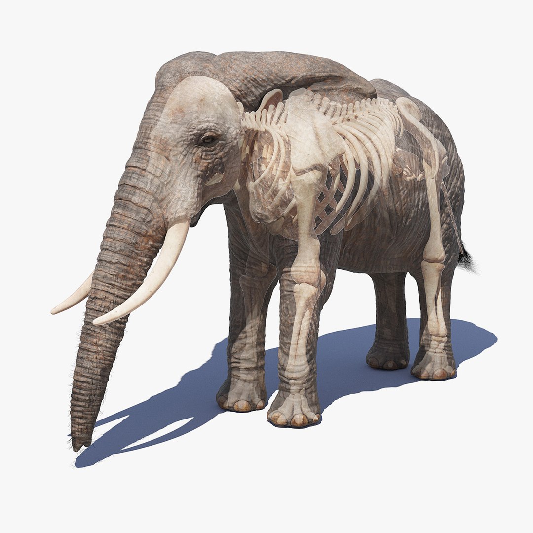 elephant skeleton 3d