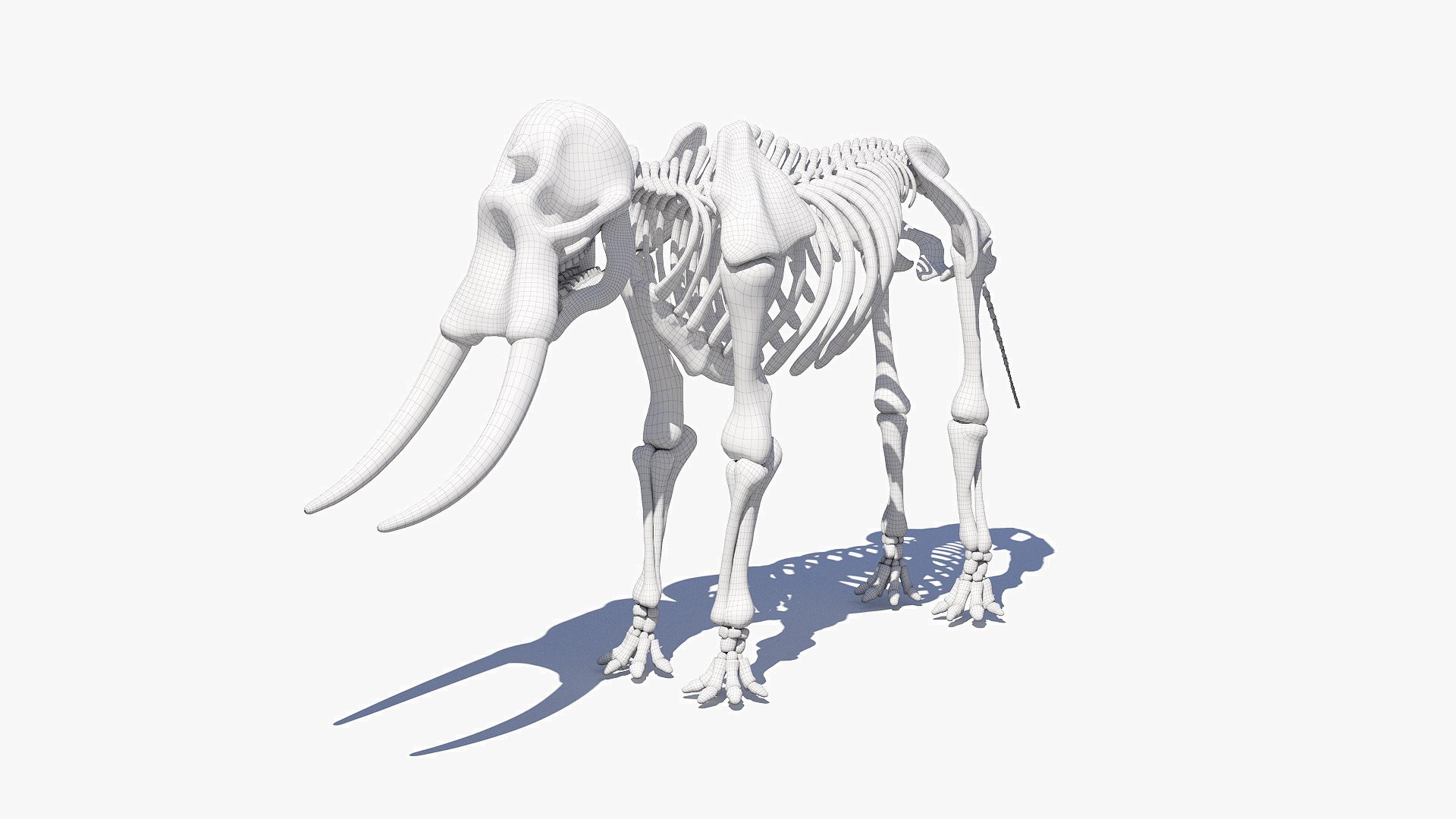 Elephant skin skeleton 3D - TurboSquid 1571026