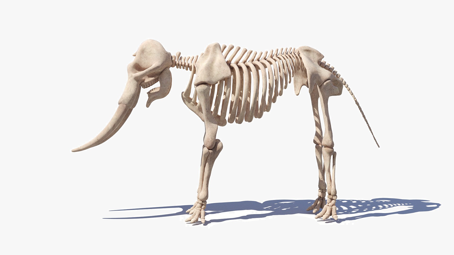 Elephant skin skeleton 3D - TurboSquid 1571026
