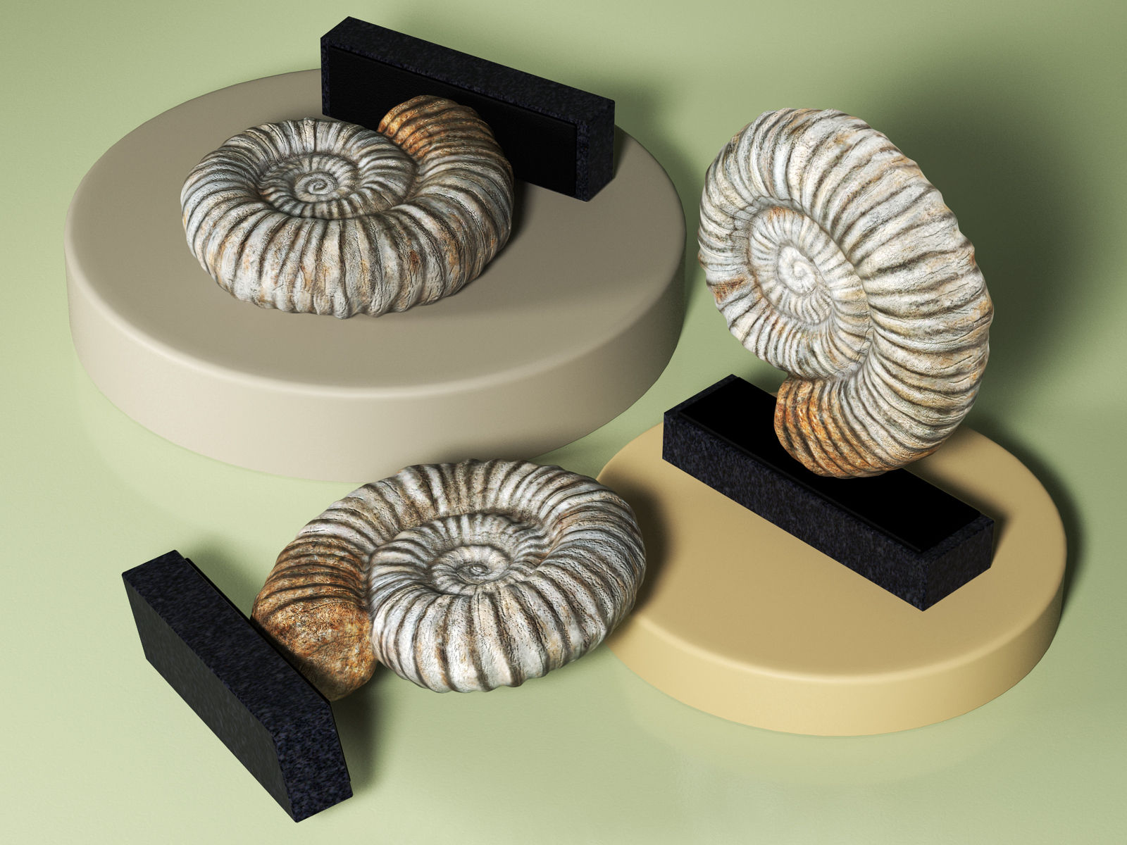 3D fossil iron-marble shell sculpture model - TurboSquid 1226067
