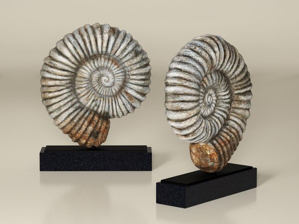 3D fossil iron-marble shell sculpture model - TurboSquid 1226067