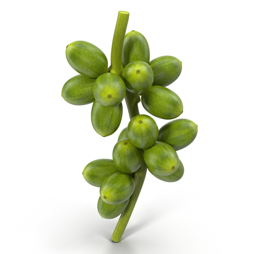 green coffee 3d max