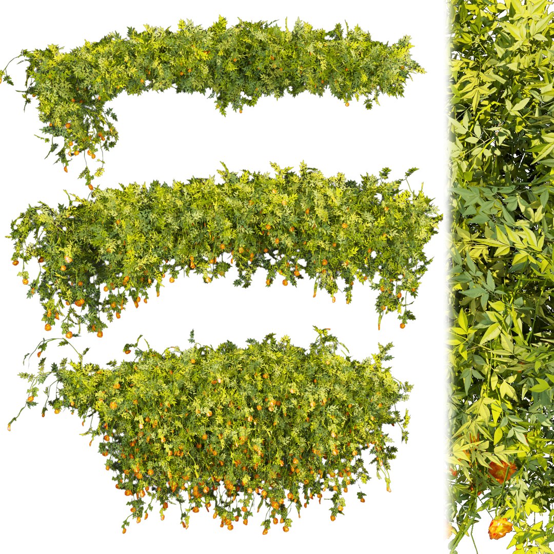 Collection plant vol 353 - leaf - fitowall - bush - flower - blender ...