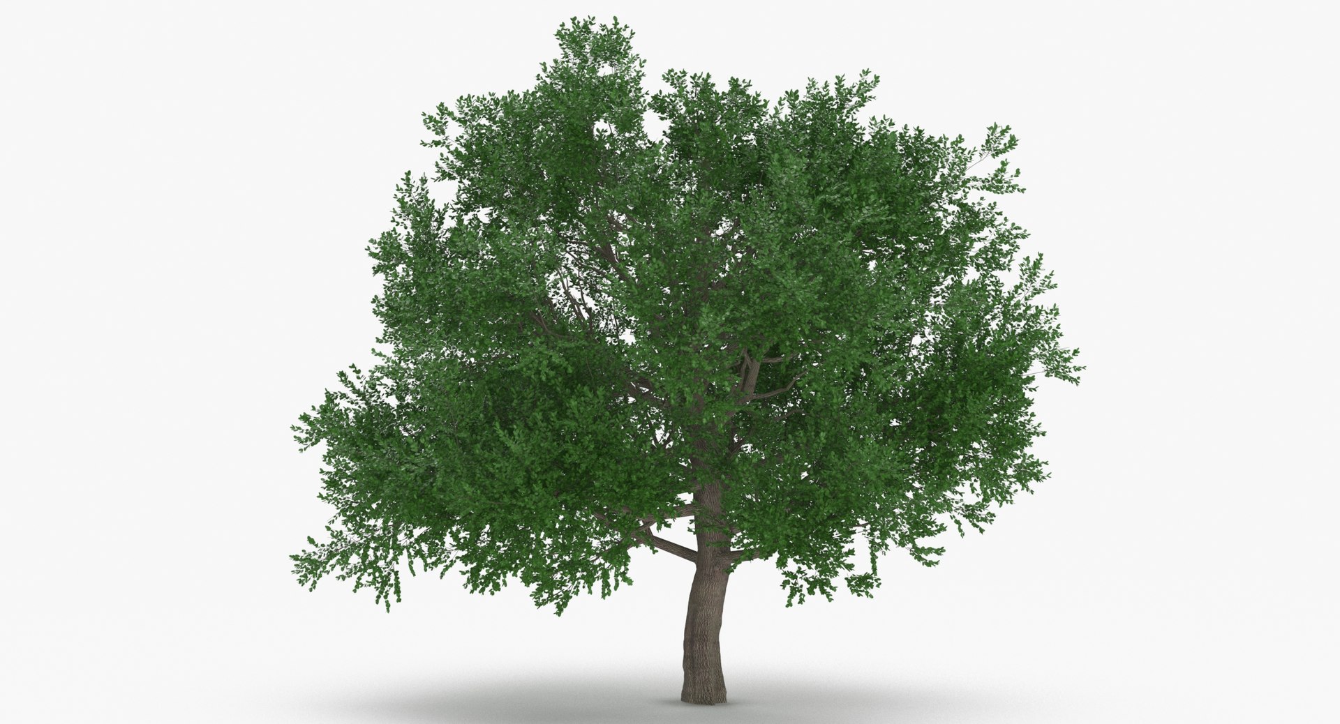 White Oak Tree 3D Model - TurboSquid 1874874