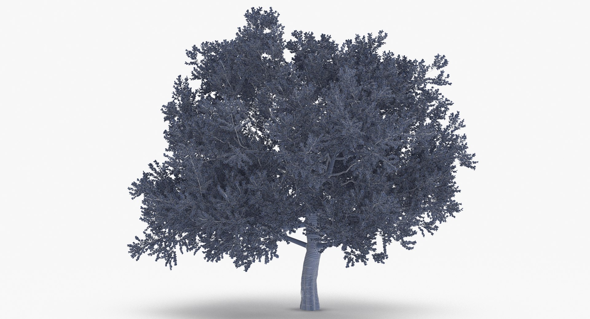White Oak Tree 3D Model - TurboSquid 1874874