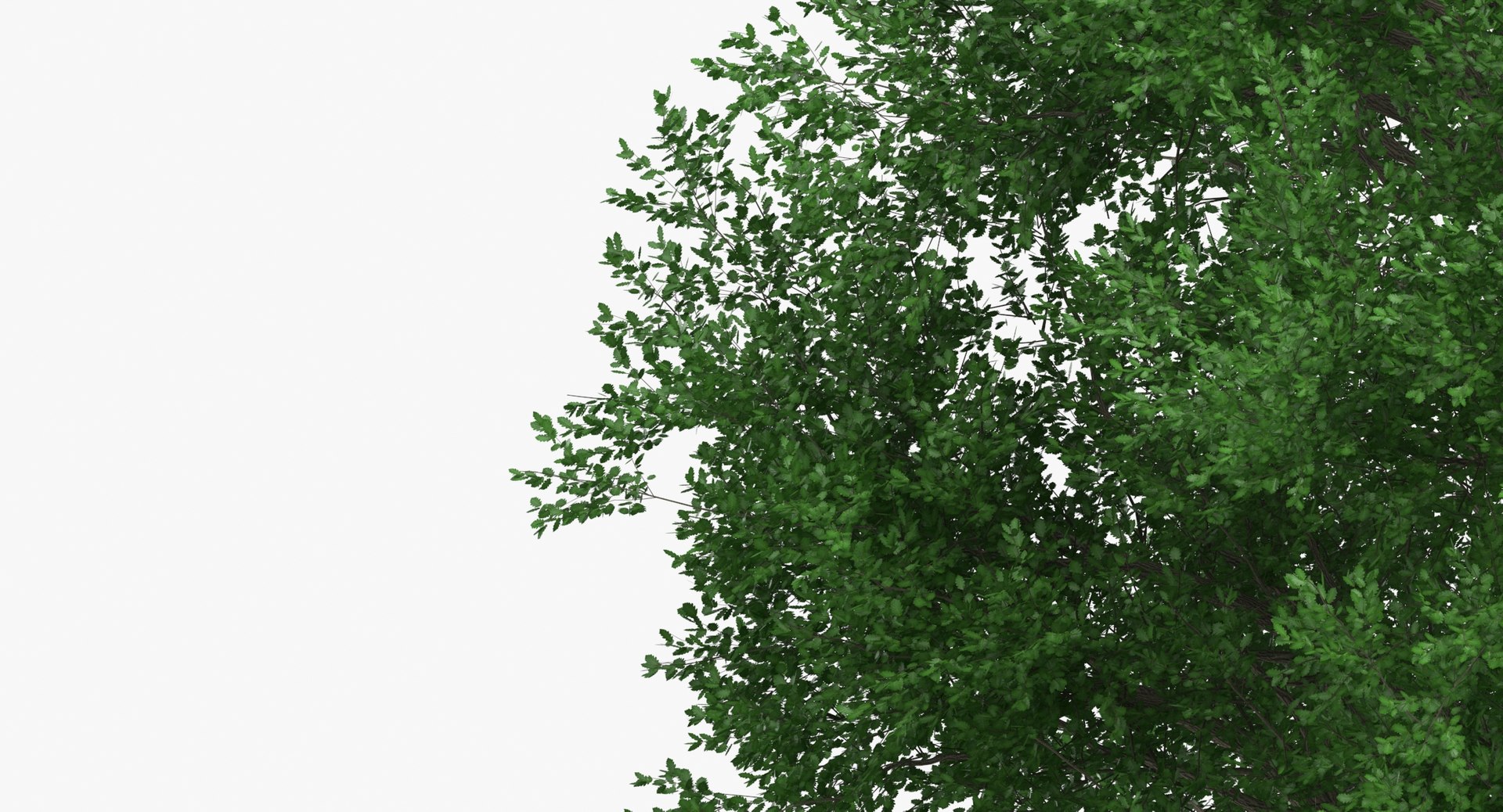 White Oak Tree 3D Model - TurboSquid 1874874