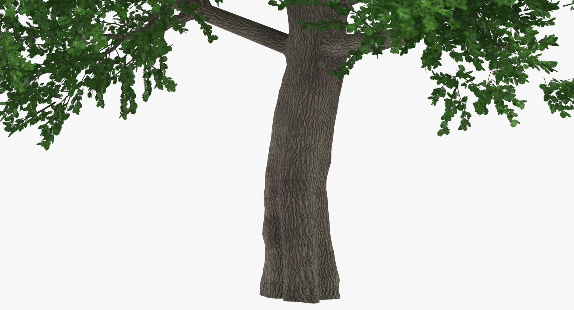 White Oak Tree 3D Model - TurboSquid 1874874