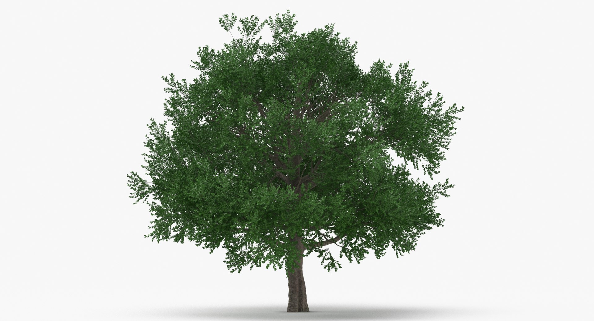 White Oak Tree 3D Model - TurboSquid 1874874