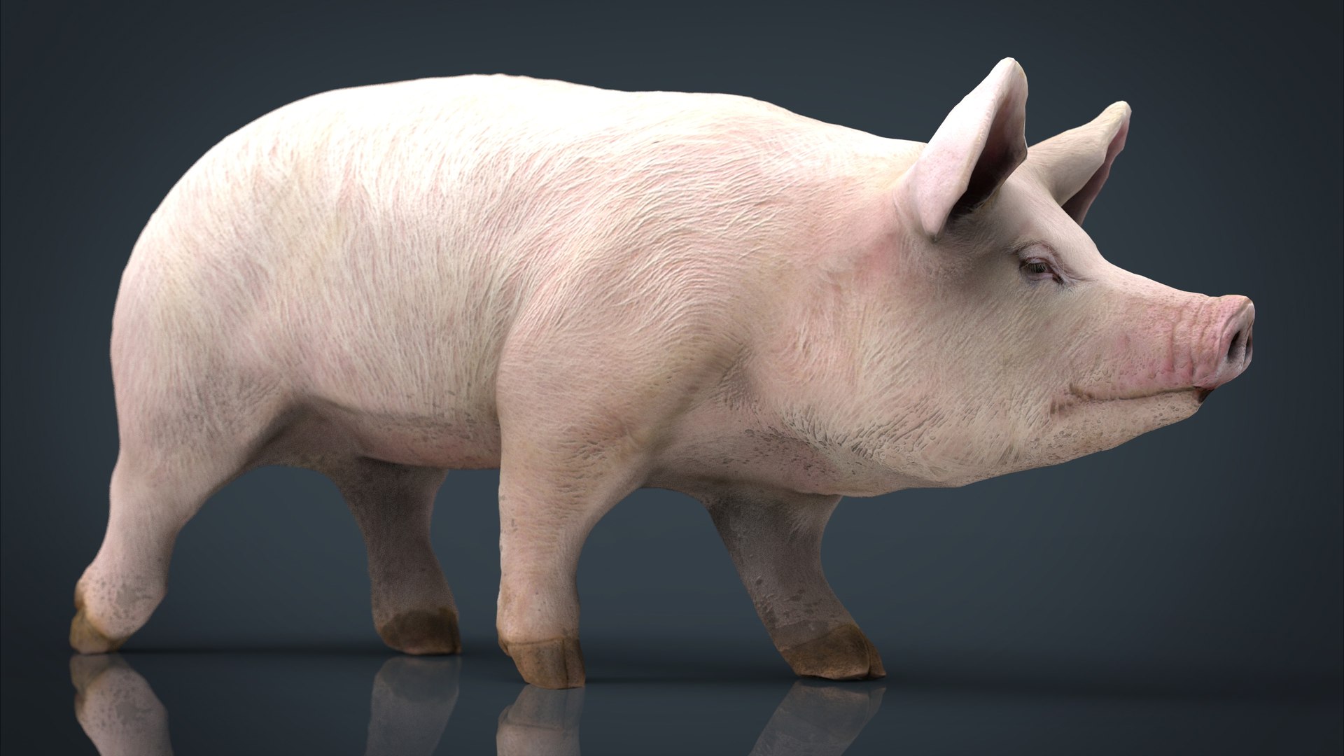 3D Pig Model - TurboSquid 1169231